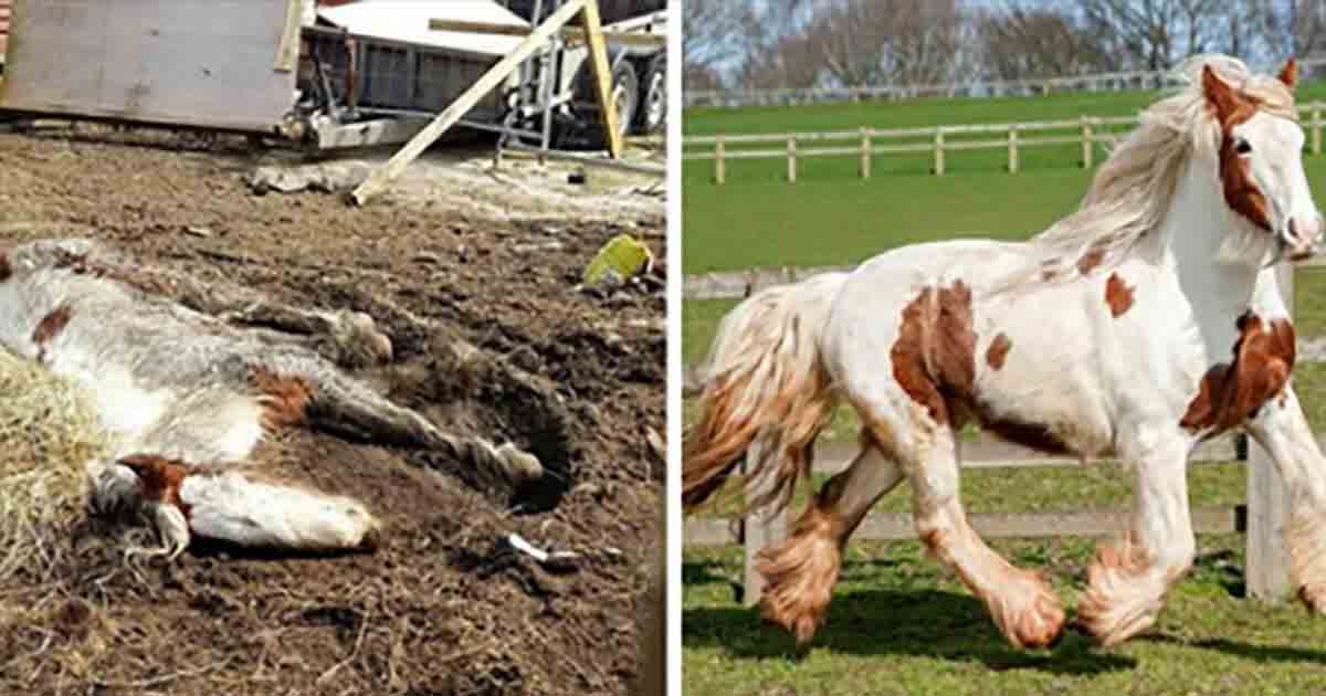 Starving horse left in mud to die is rescued and now wins awards