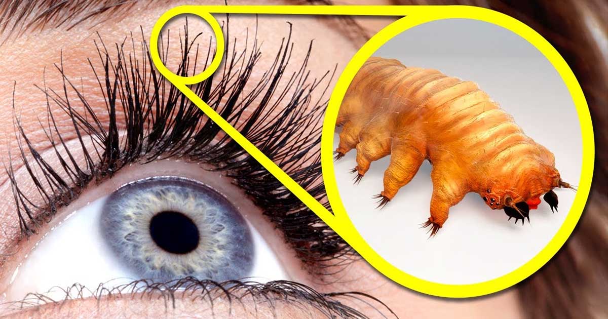 Tiny bugs on your lashes? How to spot eyelash mites