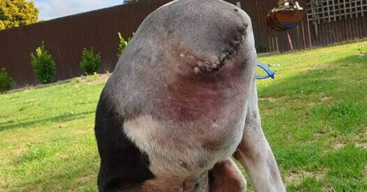 Strange photo of ‘headless’ dog has the internet confused
