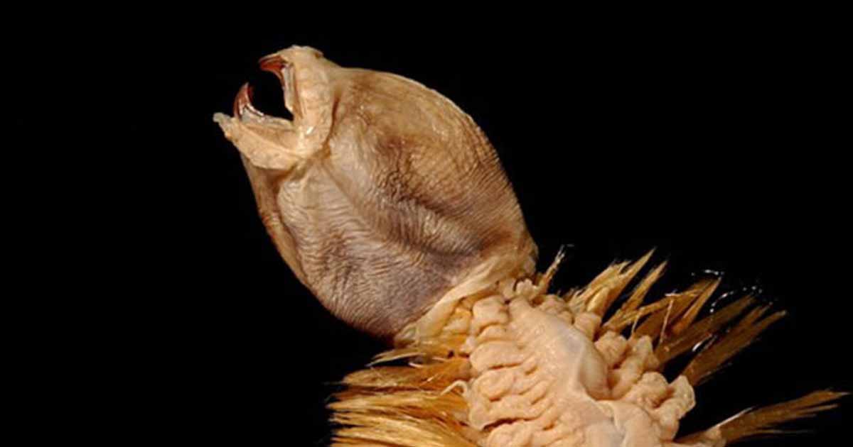Bizarre 'alien' sea creature stuns the internet with its eerie appearance