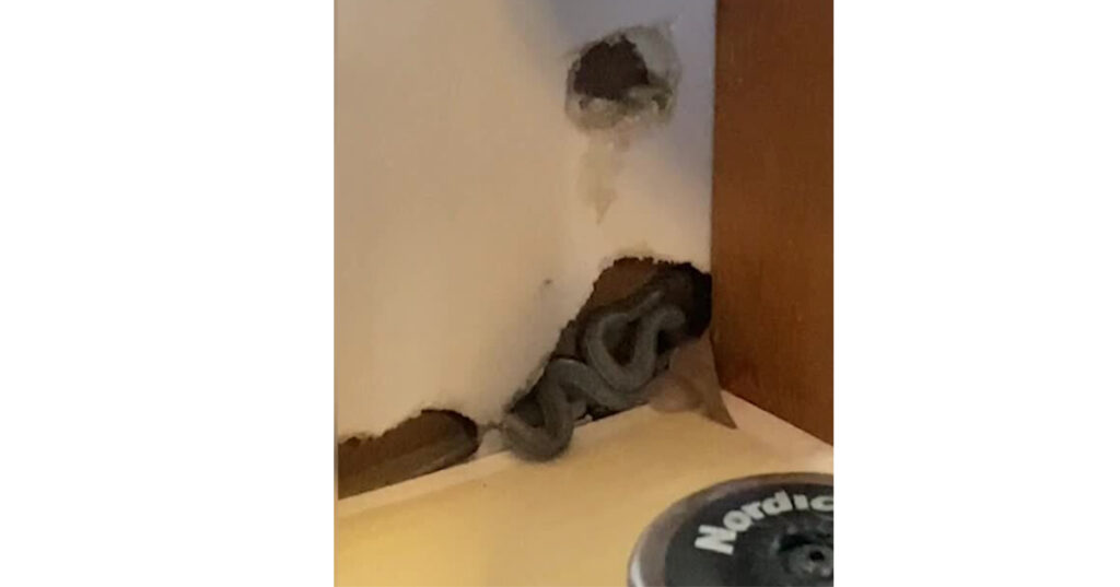 New homeowner discovers snake infestation after dog acts strangely in ...