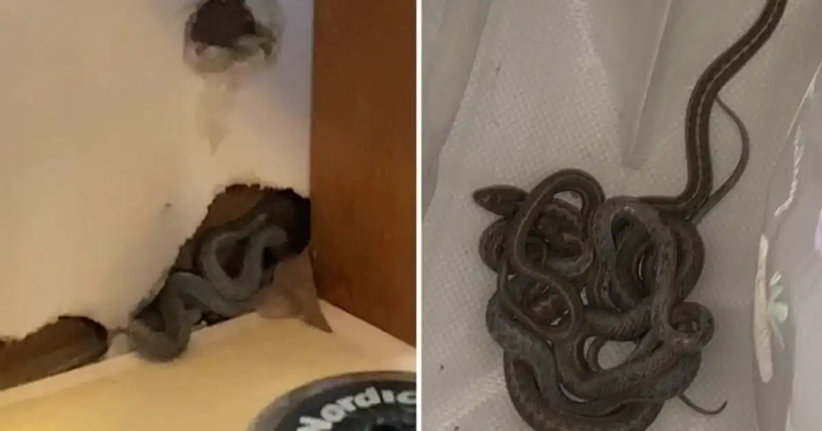 New homeowner discovers snake infestation after dog acts strangely in ...