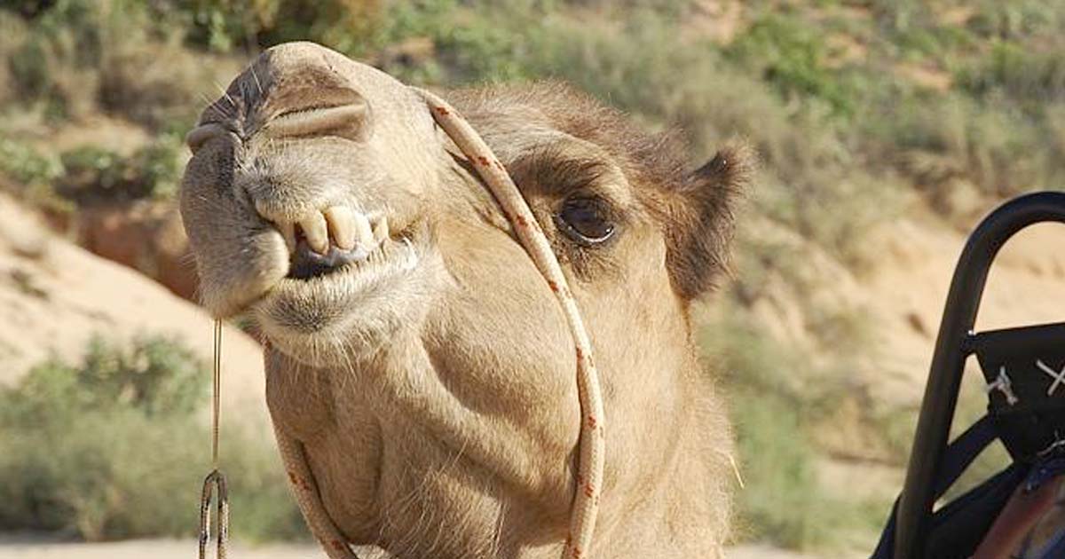 Camel kills owner after being left tied in extreme heat in Indian desert