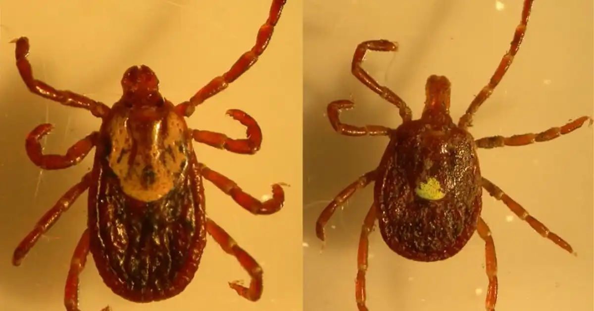 Experts warn of disease-carrying Asian longhorned tick spreading across ...