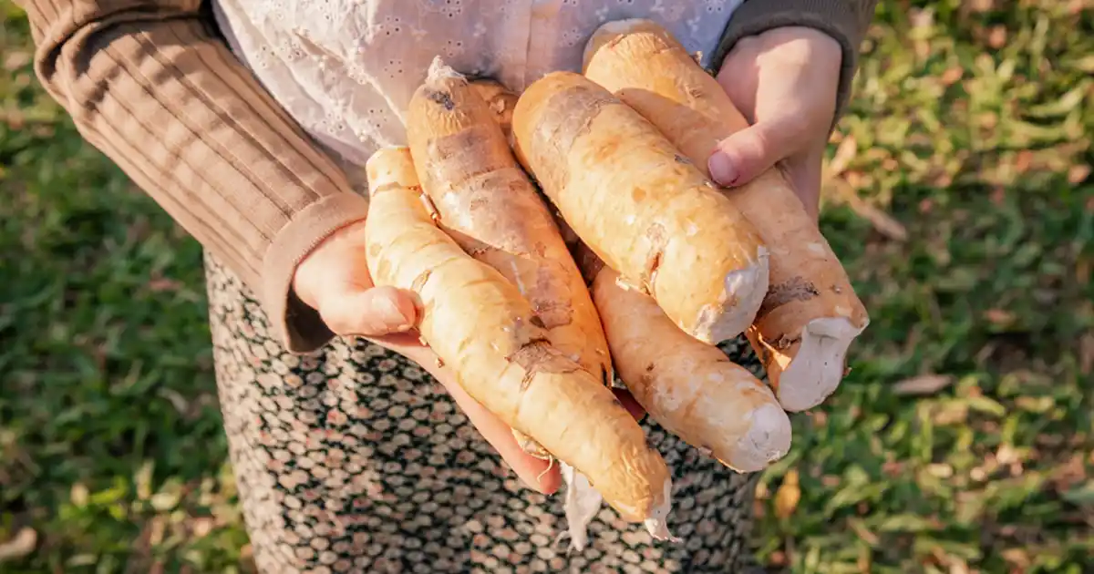 World’s most dangerous foods— Why people still eat what could kill them